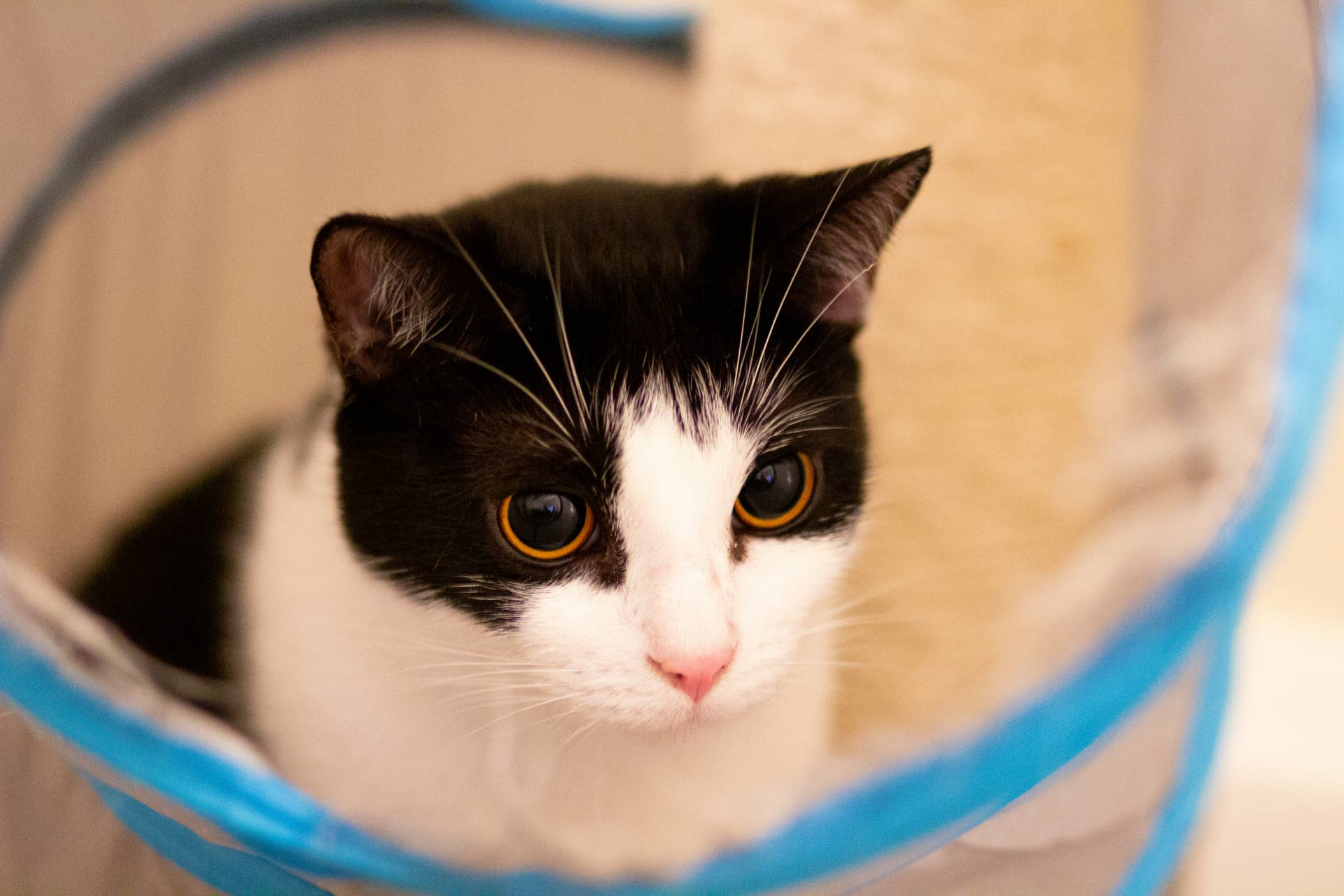 She Had Her Heart Set on a Kitten, but a Crying Mama Cat Had a Very ...