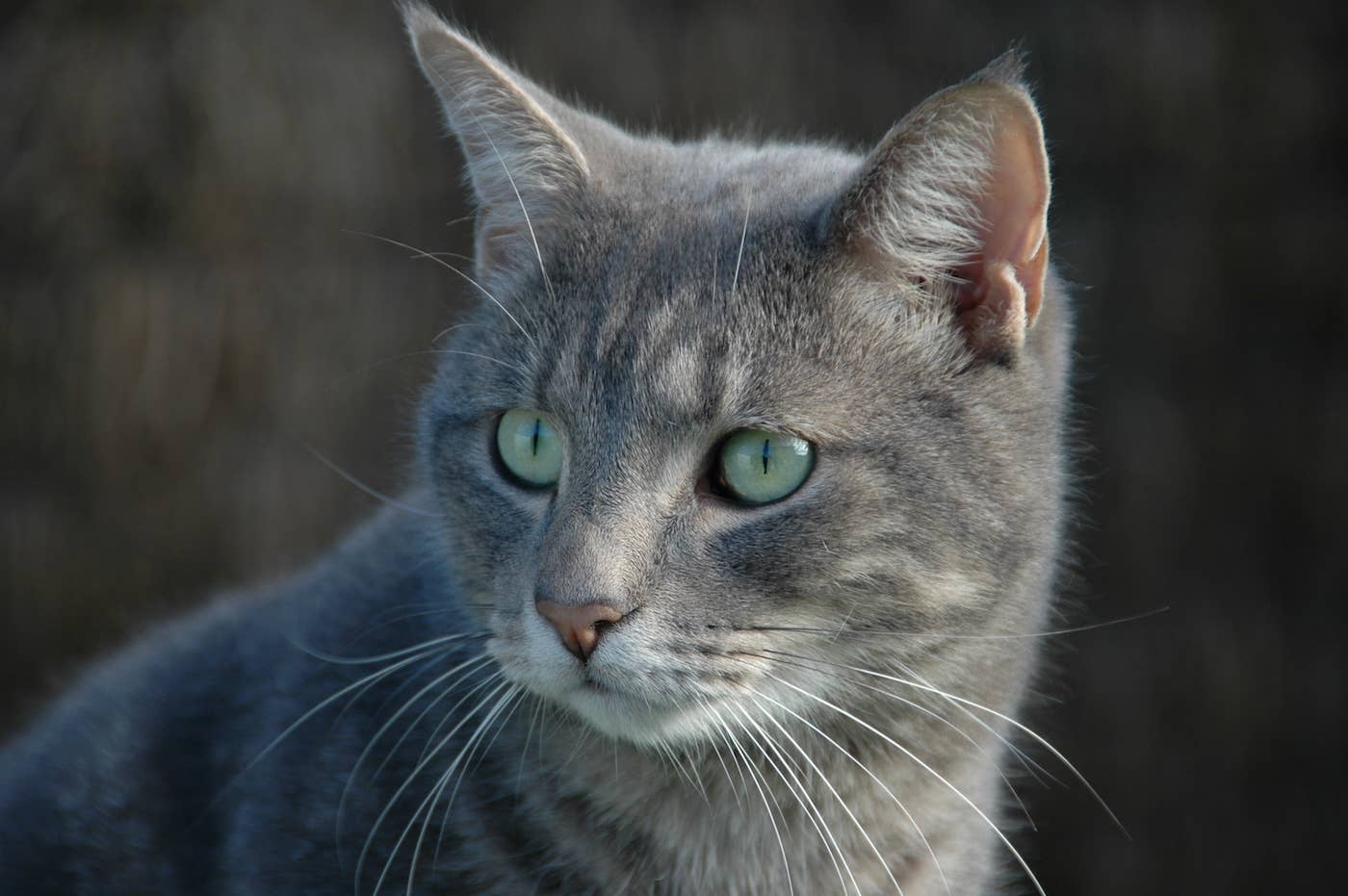 Rescue Cat With ‘Sea Glass’ Green Eyes Couldn’t Be Prettier - Parade Pets