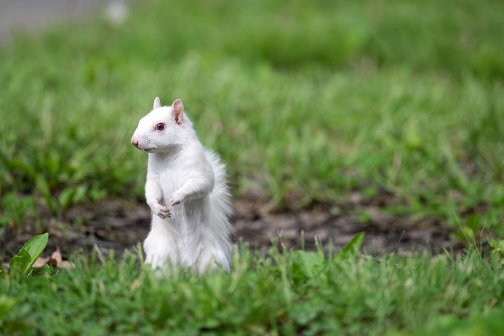 A 'One-in-a-Million' Squirrel Was Just Spotted in Connecticut and It ...