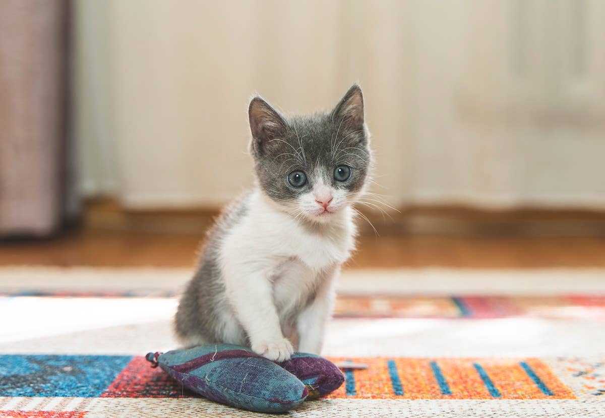 Nobody Expected What This Stray Cat Brought Back 3 Months Later ...
