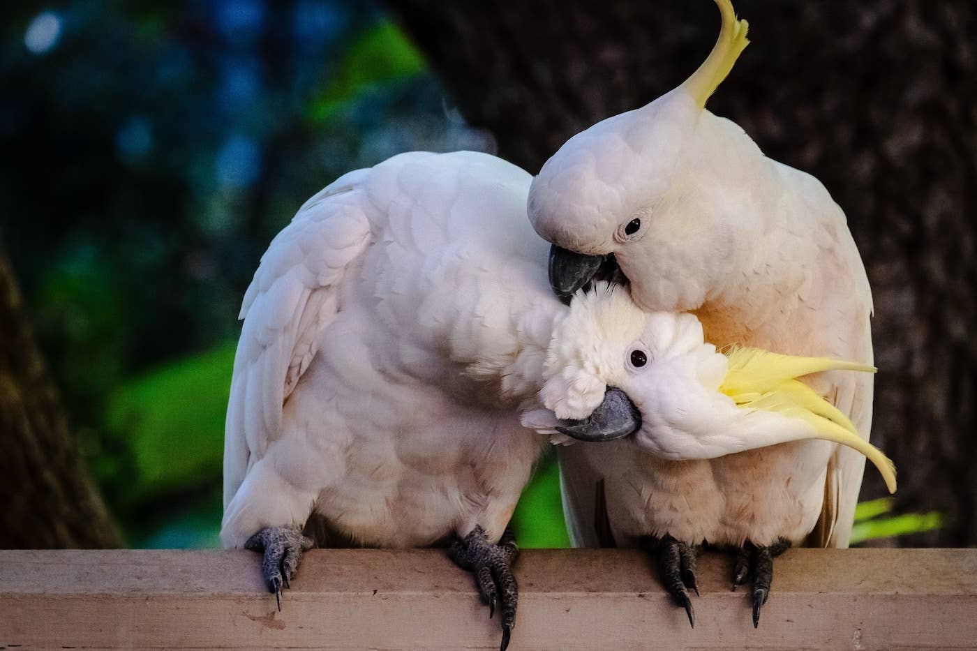 These Wild Cockatoos In Love Are Like an Old Married Couple - Parade Pets