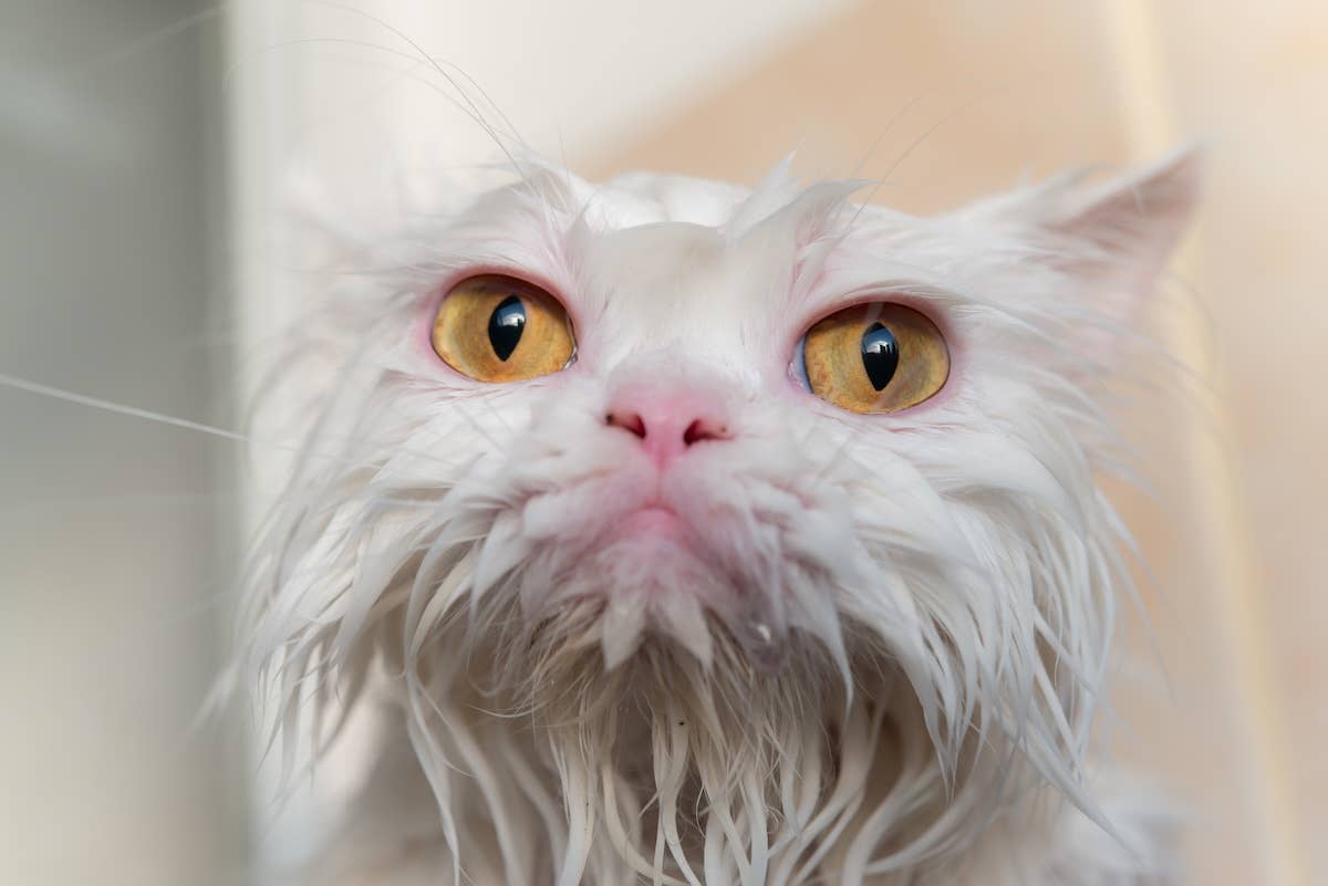 Persian Cat - Parade Pets