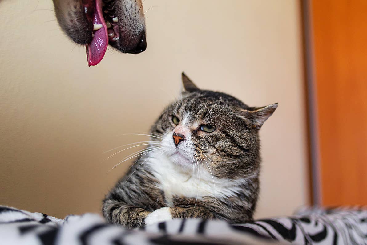 Cat Sees Dad Dancing and Legit Rolls His Eyes in Pure Annoyance ...