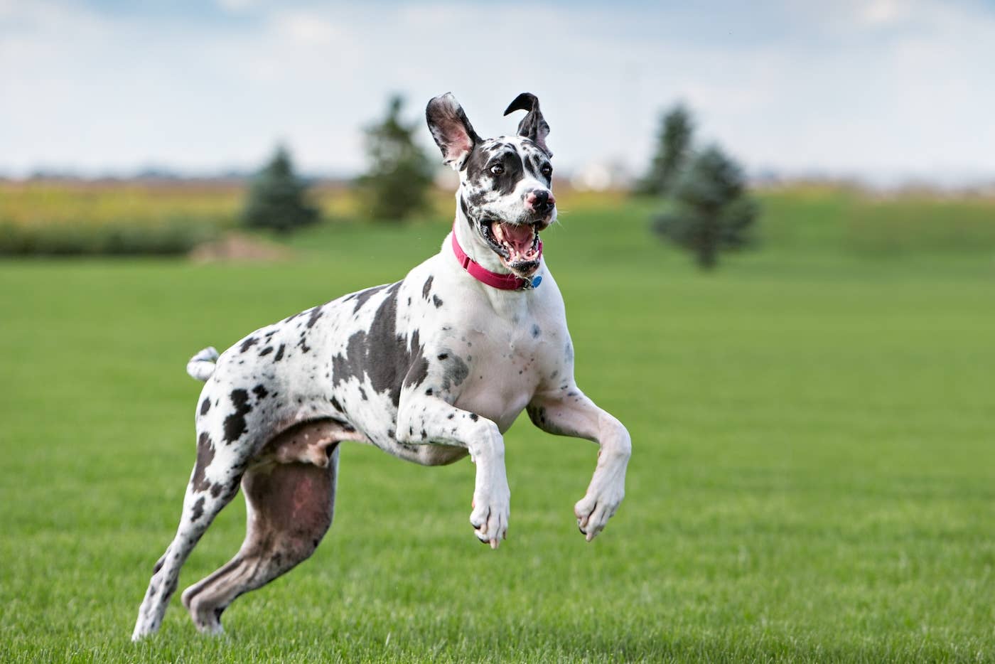 Great Dane Puppy’s Paws Are Bigger Than Some Dogs’ Heads - Parade Pets