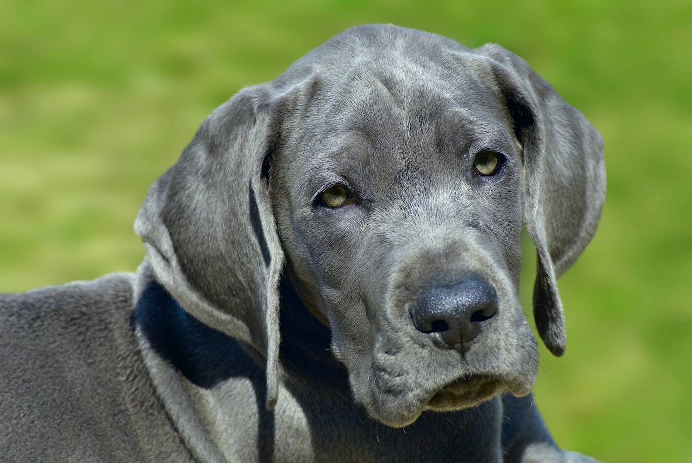 Great Dane Puppy’s Paws Are Bigger Than Some Dogs’ Heads - Parade Pets
