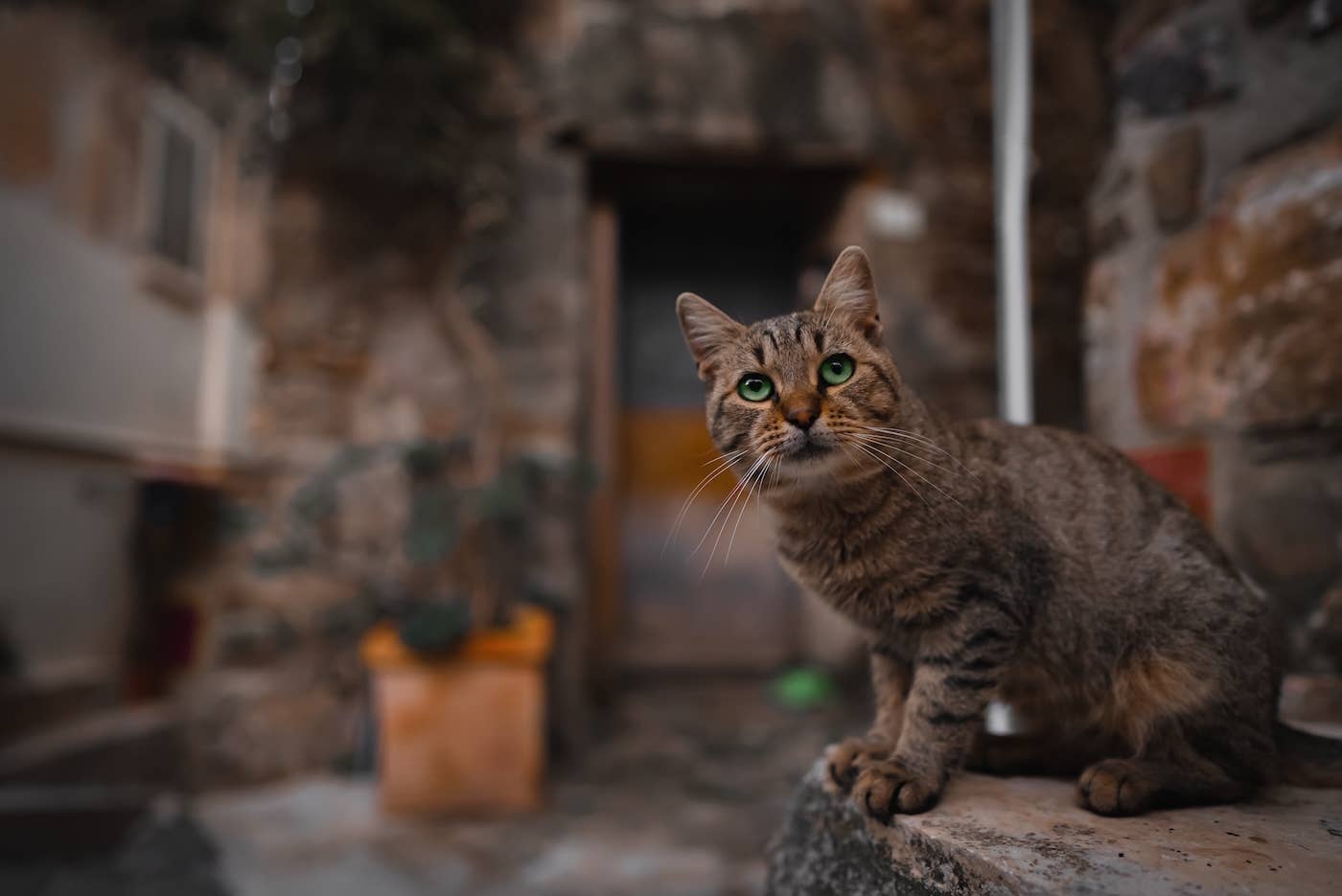 Feral Cat Refuses to Return to Wild After Falling in Love - Parade Pets