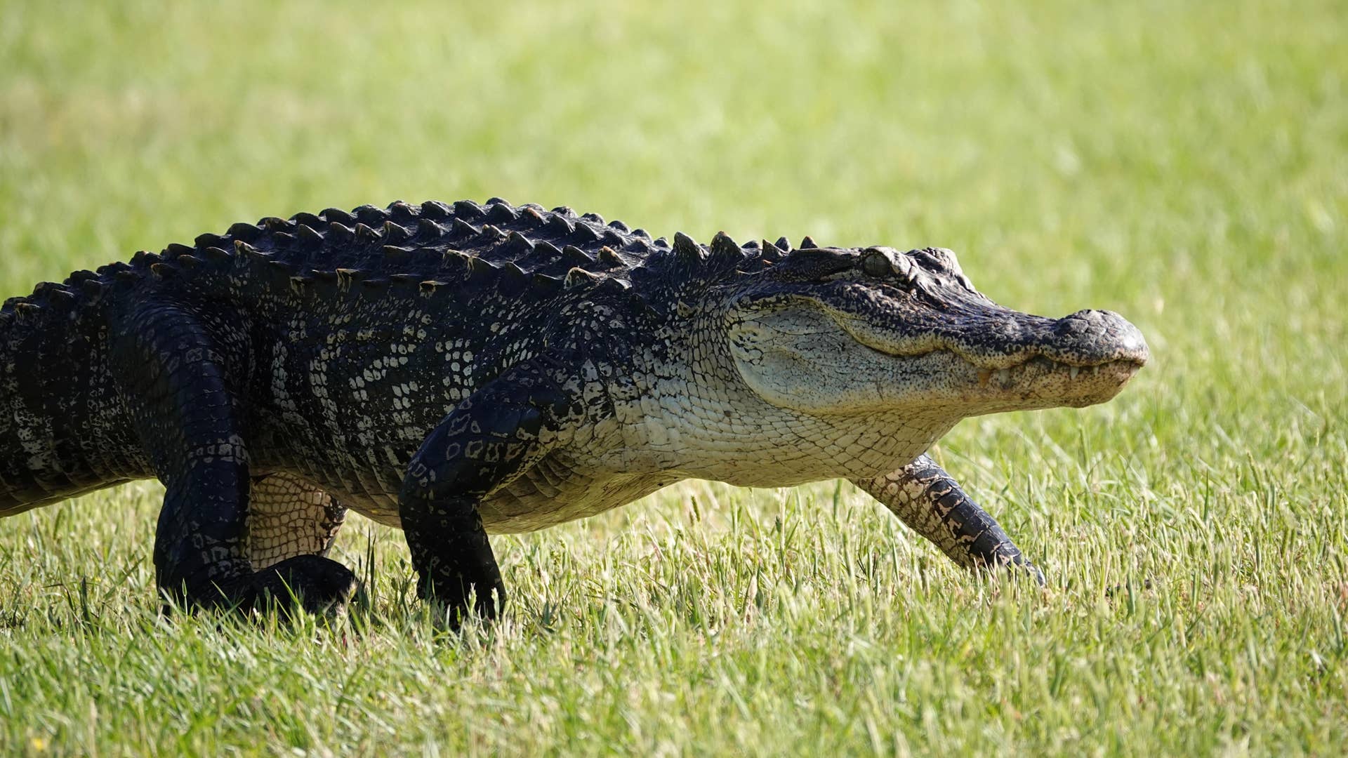Massive Gator Traps Florida Woman Outside Her Own Home and It's Intense ...