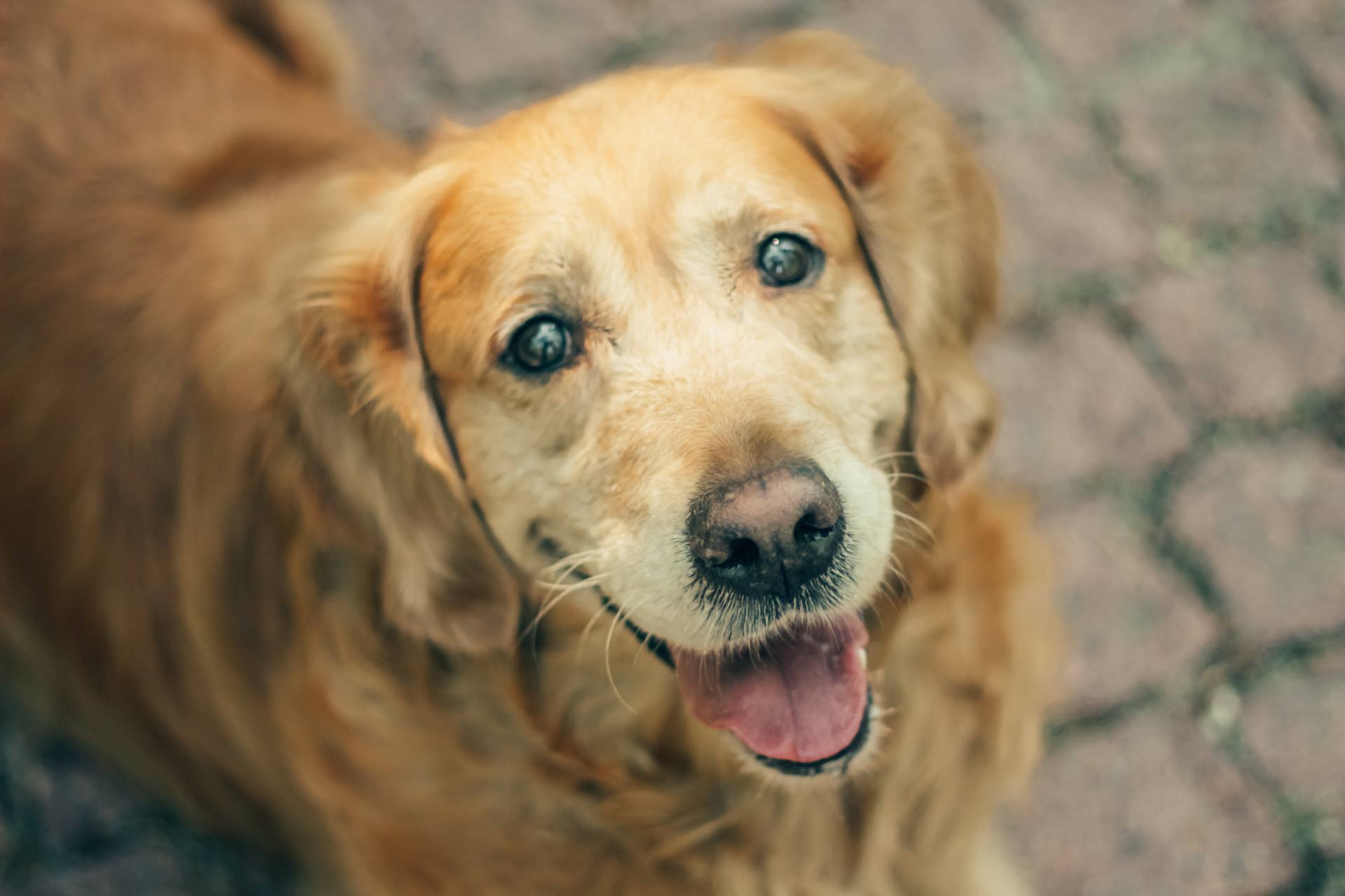 A Senior Golden Retriever Is 'Blowing Up the Internet' With Dance Moves ...