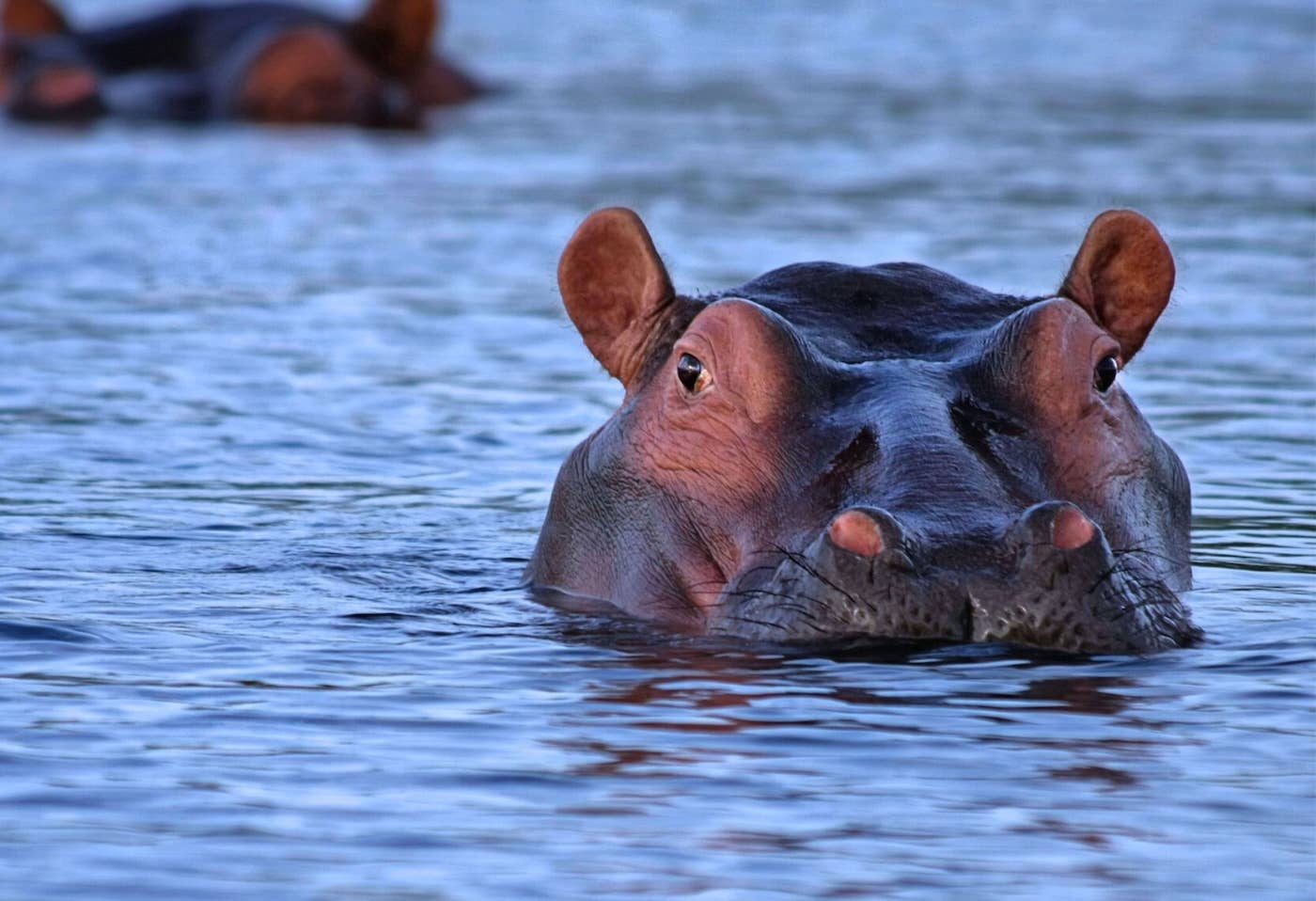 Safari Boat Spots ‘Moto Moto’ the Hippo in the Wild - Parade Pets