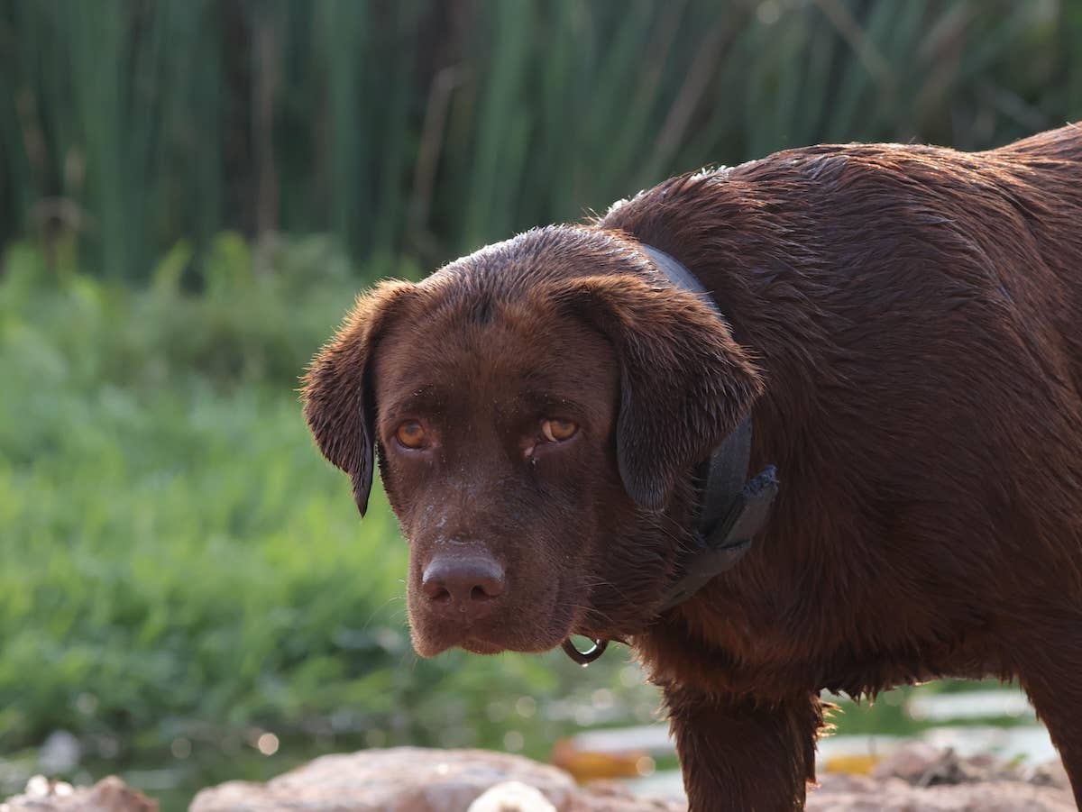 Big Chocolate Labrador Is All Wobbles and People Are Obsessed - Parade Pets