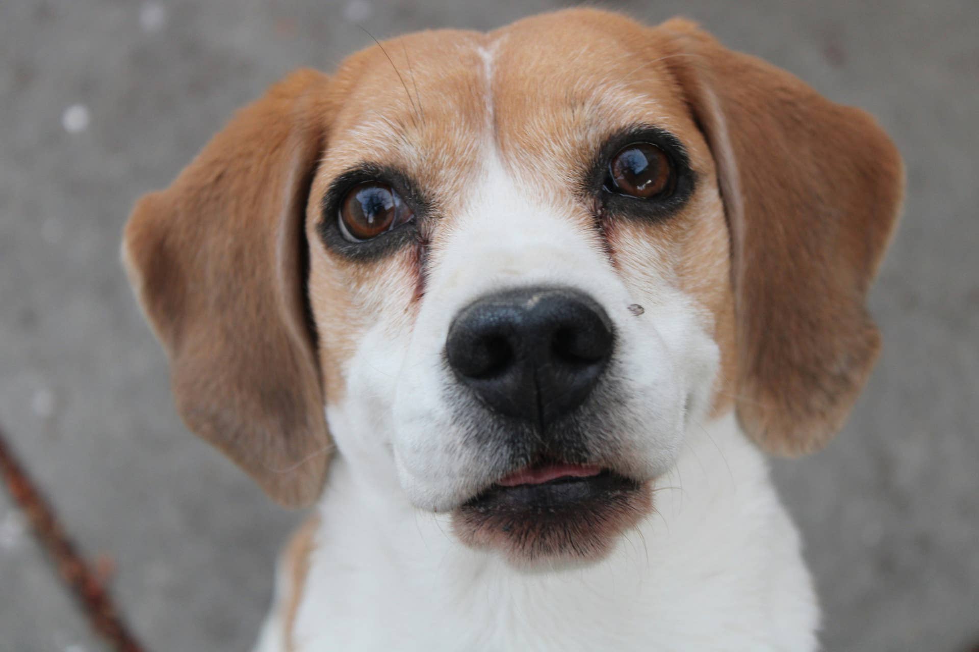 Senior Pregnant Beagle Rescued From Lab Enjoys the Outdoors for the ...