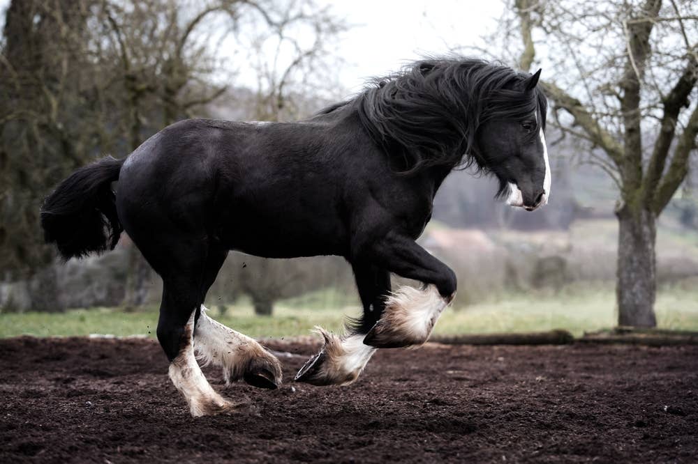 Massive Stallion Keeps Looking for the Camera Like He Knows He’s the ...