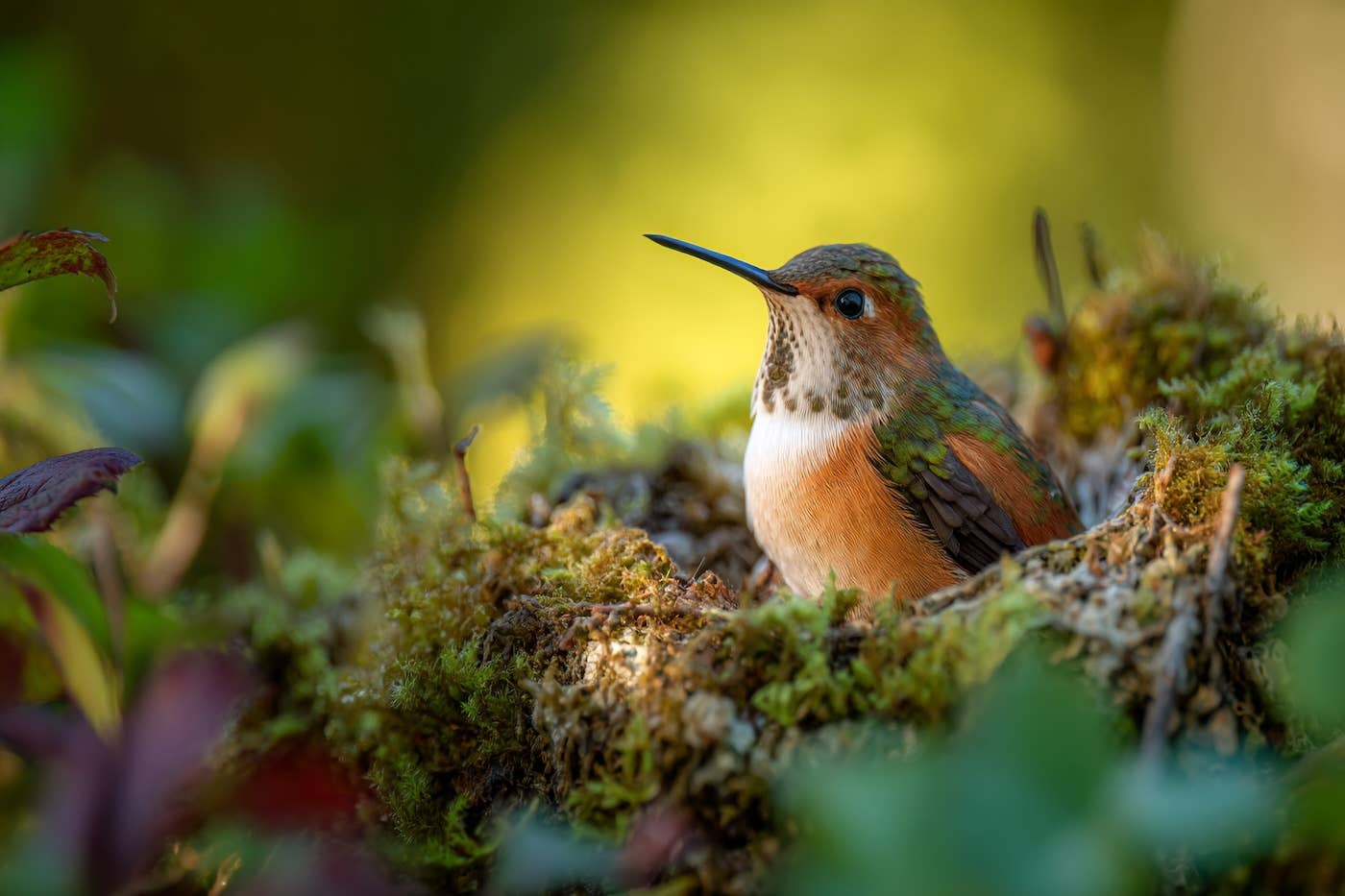 Hummingbird Stops By to Help Feed Baby Birds Like an Angel - Parade Pets
