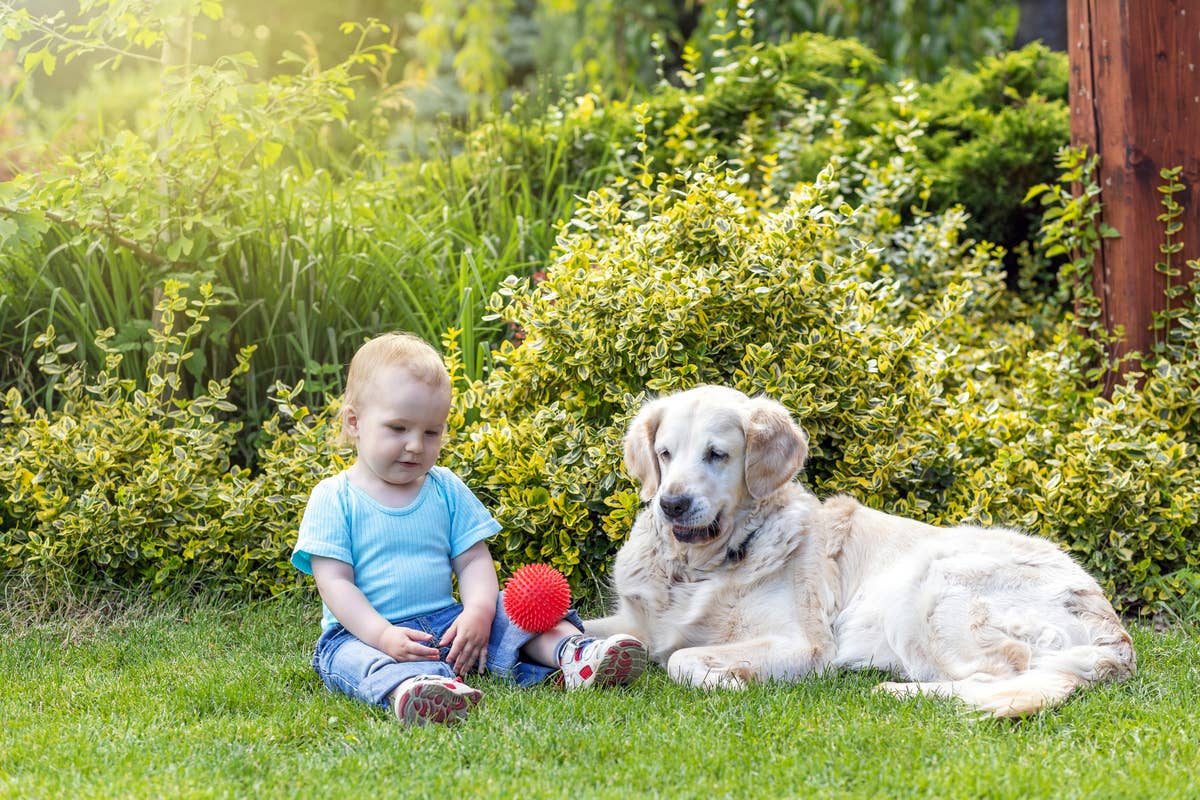 Patient Golden Retriever Gives Baby a 'Lesson' in the Art of Fetch ...