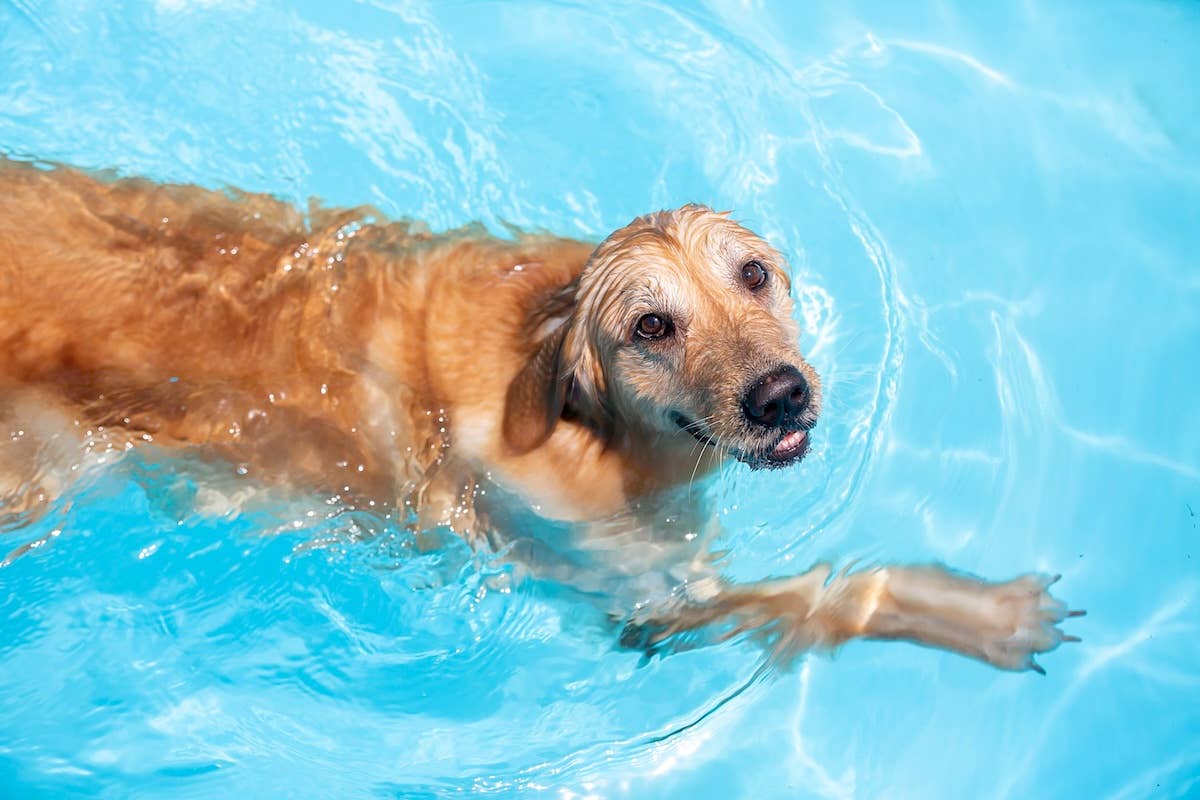 This Golden Retriever Secretly Swam Into the Neighbor’s Pool for One ...
