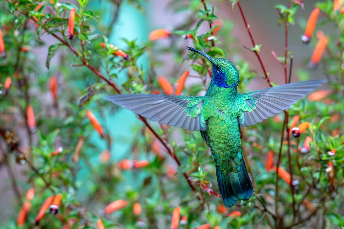 Woman Reveals the Best Flower for Attracting Hummingbirds - Parade Pets