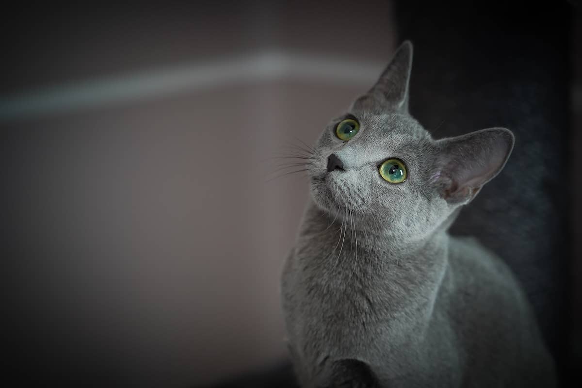 This Russian Blue Cat Met a Stuffed Version of Himself and Couldn’t ...