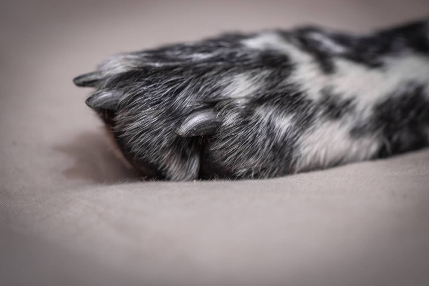 English Setter Is a ‘Freckle Puppy’ and We Can’t Get Enough - Parade Pets