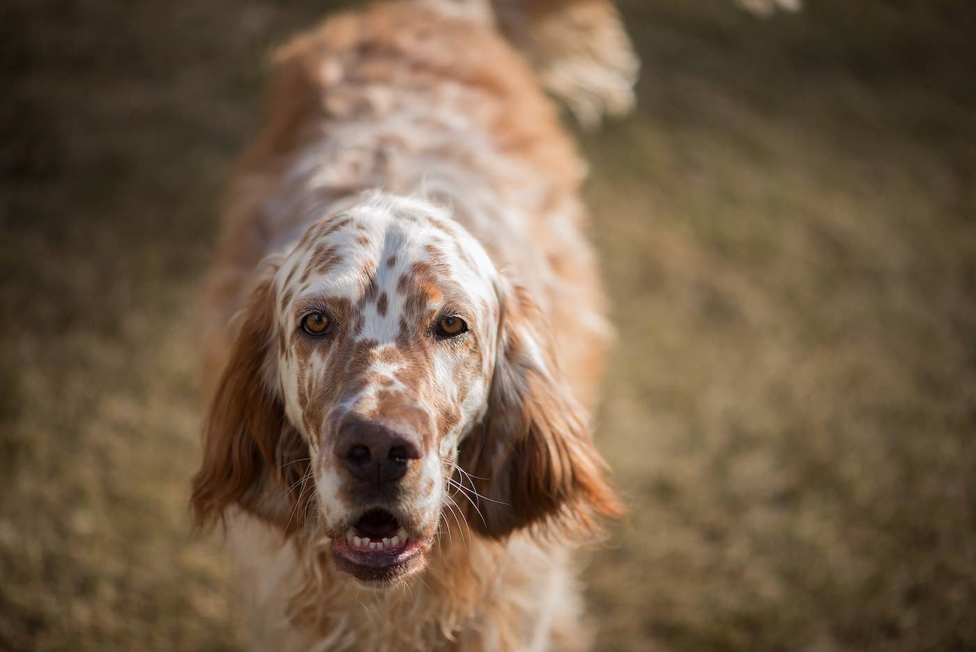 English Setter Is a ‘Freckle Puppy’ and We Can’t Get Enough - Parade Pets