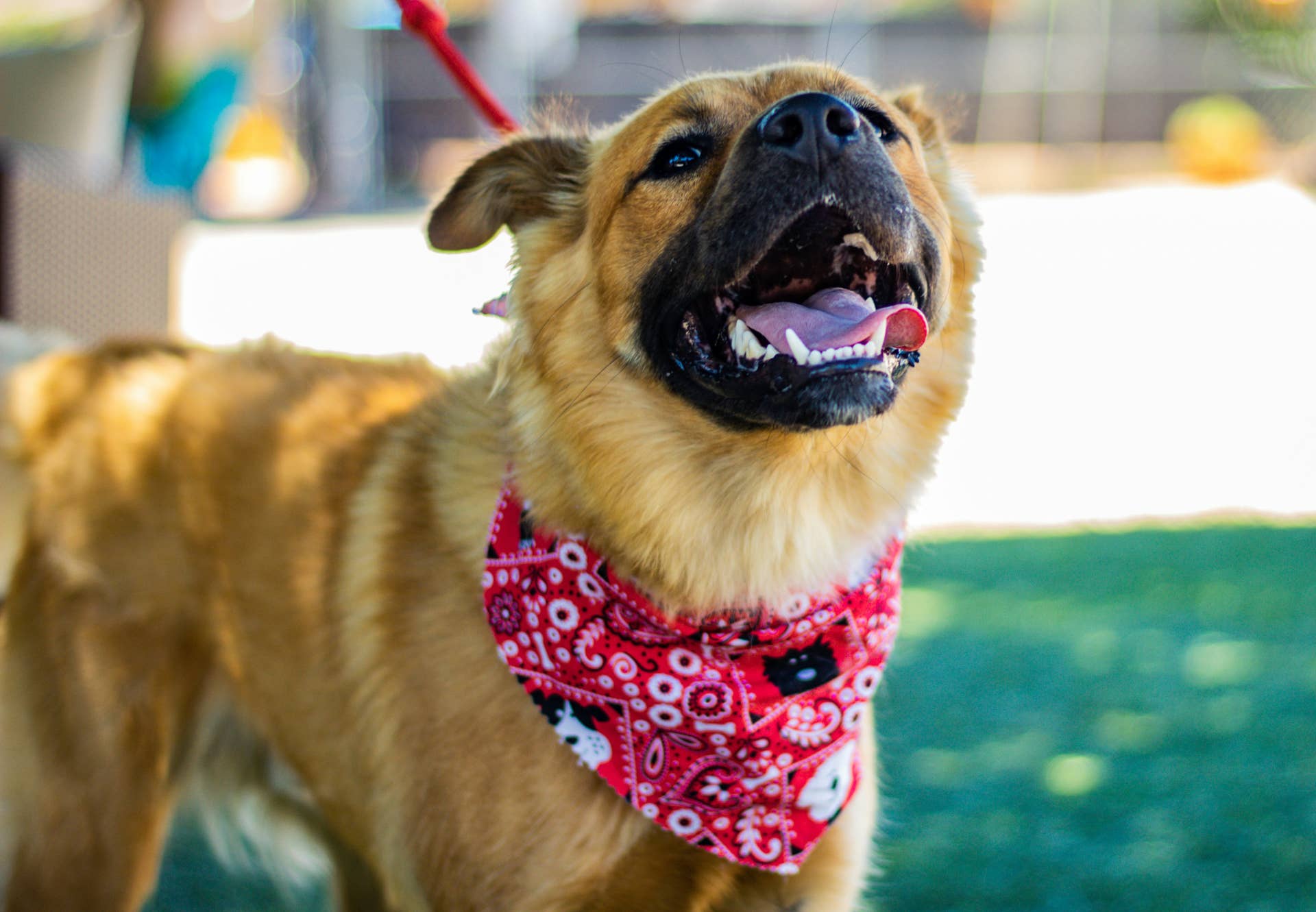New Memoir Reveals The Sad Reality Of Loving A Foster Dog - Parade Pets
