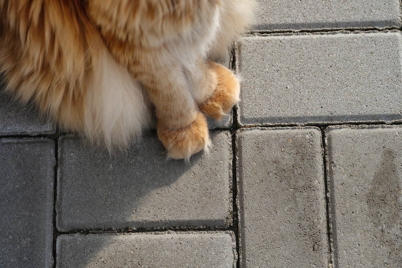 Butter Yellow Maine Coon Looks Like He Was Dipped in Sunshine - Parade Pets