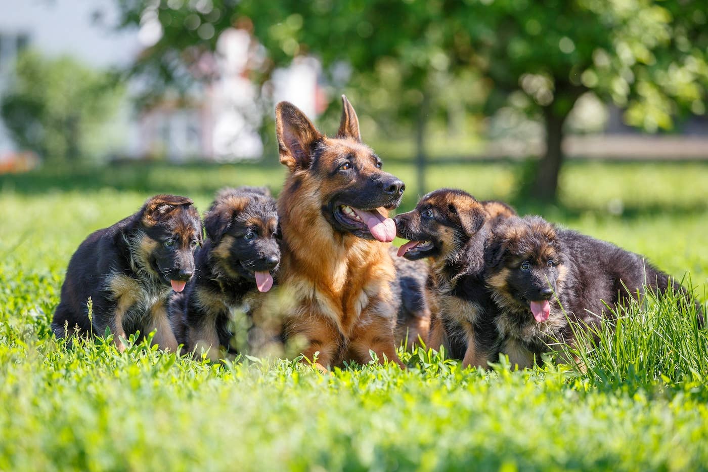 German Shepherd Mama Protects Her Pups Like a Guardian Angel - Parade Pets