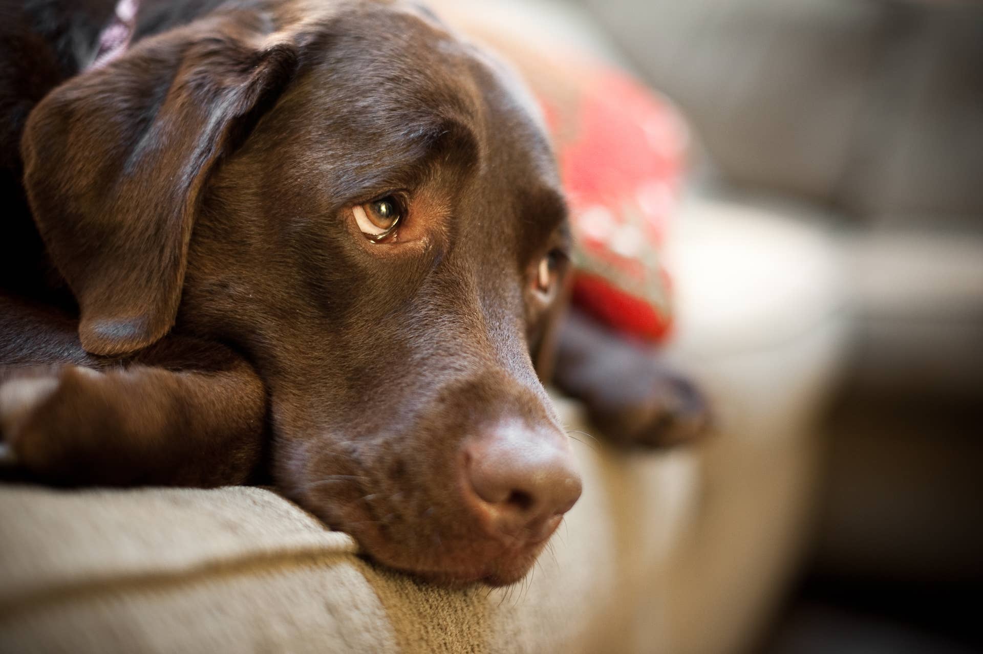 Labrador Retrievers: Cute Photos, Personality, and Fun Facts - Parade Pets