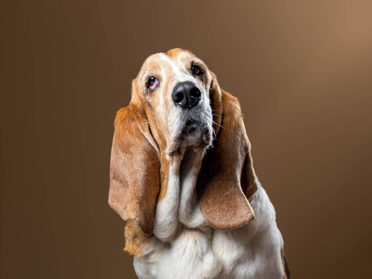 Basset Hound - Parade Pets