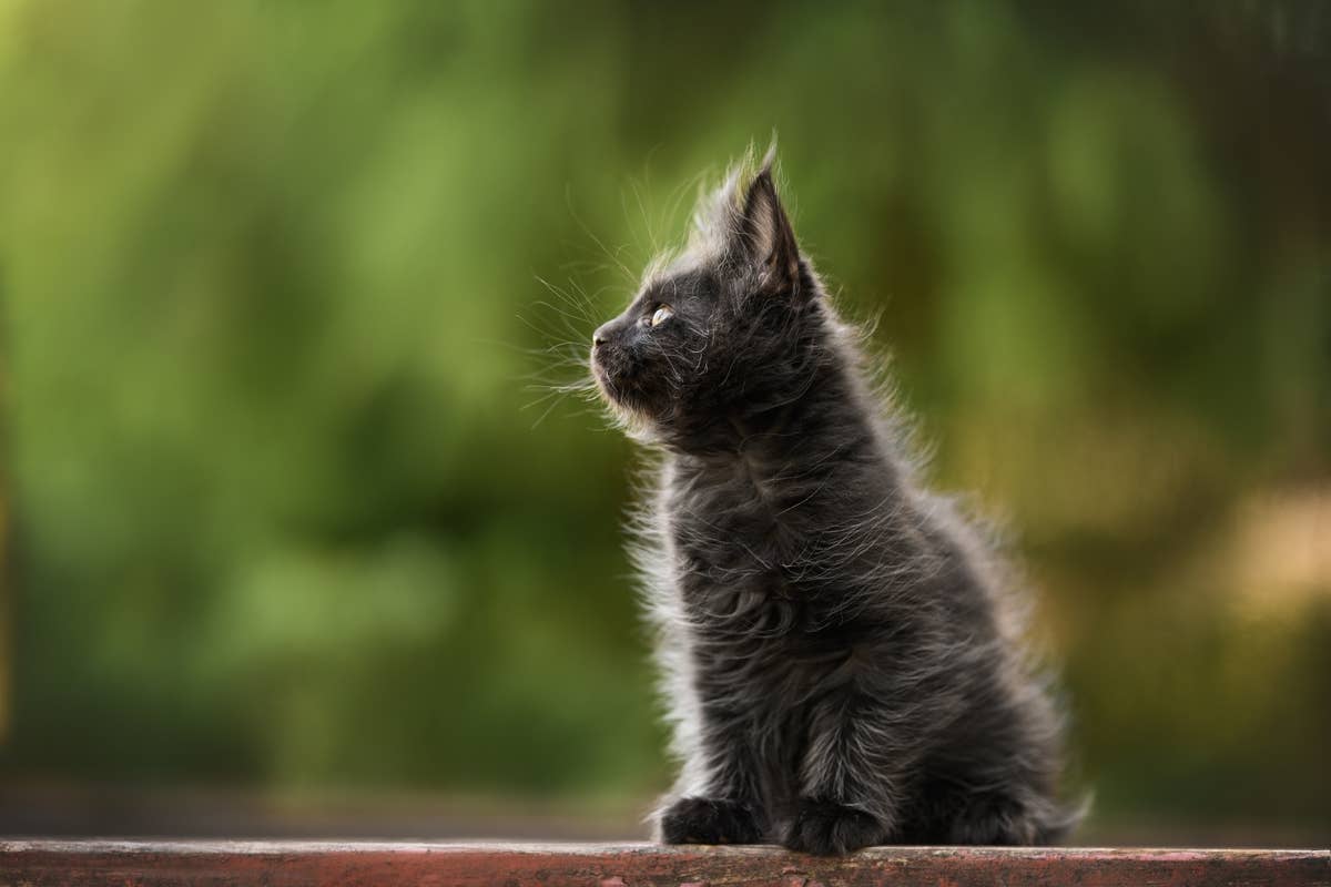 Black Maine Coon Kitten's Sparkling Rare Eye Color Looks Like the Hope ...