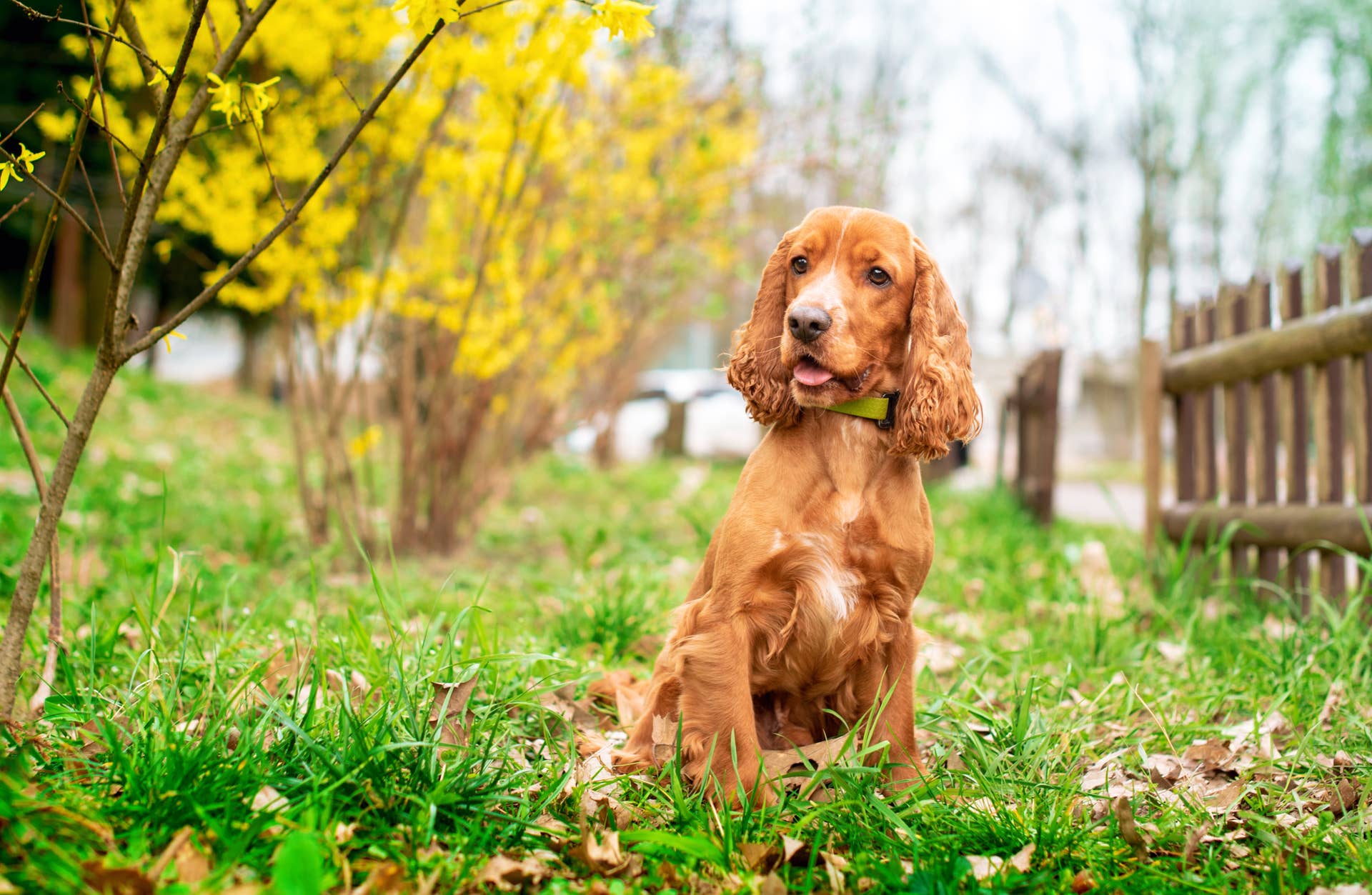 Prince William and Kate Middleton Officially Introduce New Cocker ...