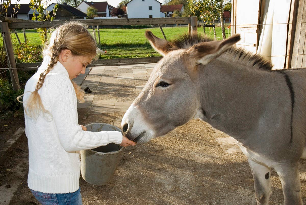 20 Best Pet Donkey Names - Parade Pets