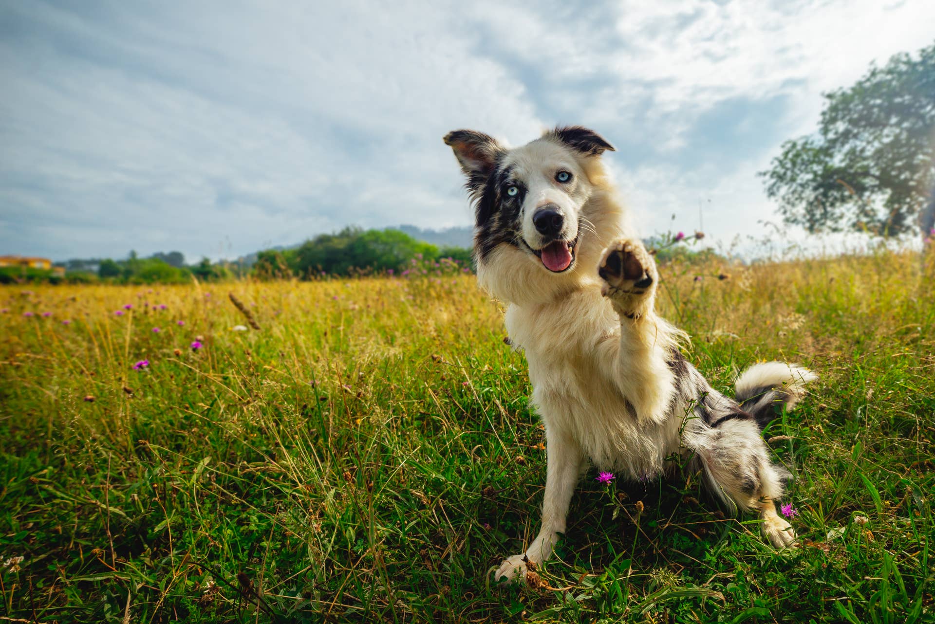 Border Collie Gets Outsmarted by a Horse—and the Role Reversal Is ...