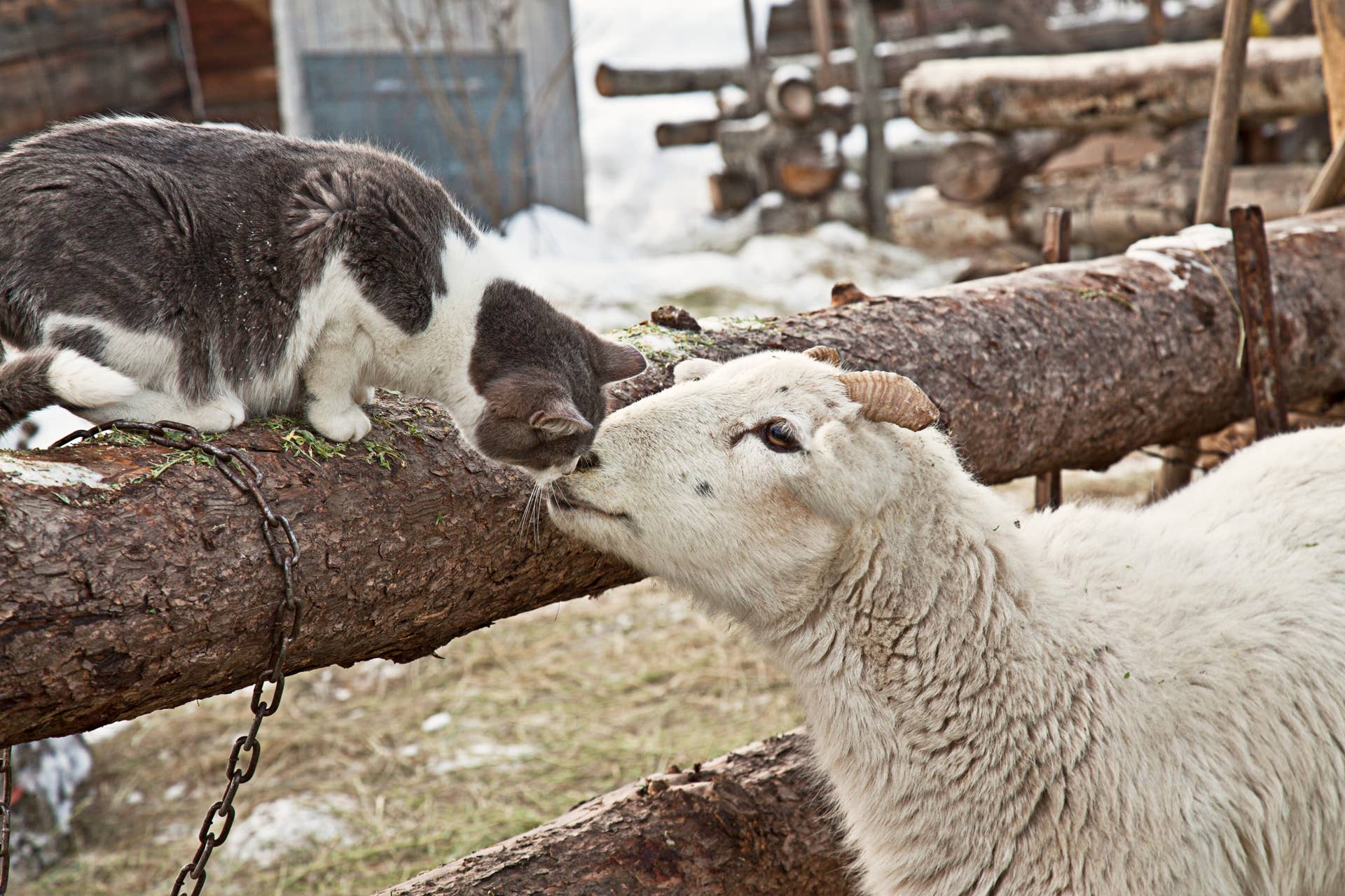 This Barn Cat Is So Good at His Job, Farm Sheep Are Lining Up To See ...