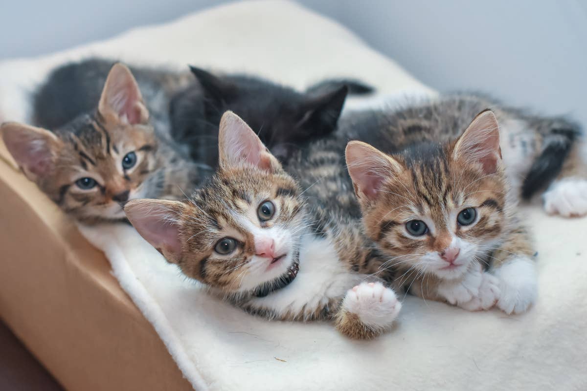 Heartwarming Rescue Cat Treats Baby Bunny Like One of Her Own - Parade Pets