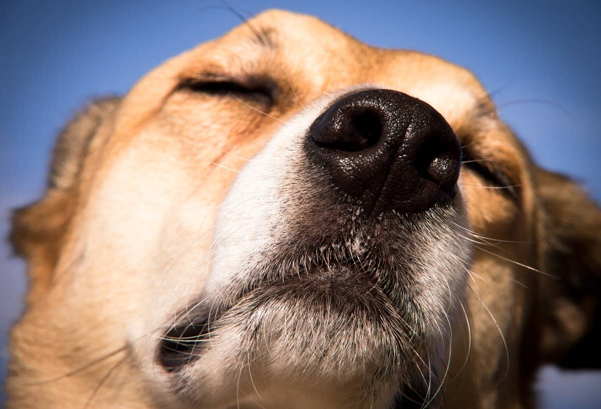 Rescue Dog Recovering From Surgery Has the Most Adorable Judgmental ...