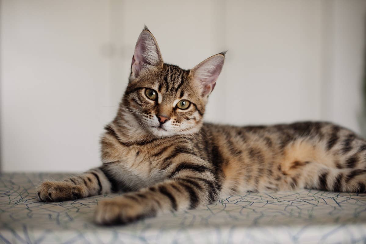 Bengal Cats: Everything You Should Know Before Bringing One Home ...
