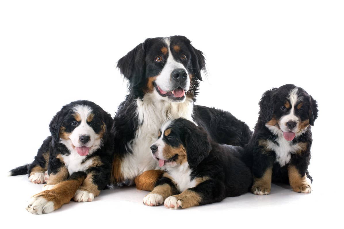 Bernese Mountain Dog Poses Next to Her Perfect 'Mini-Me' Version ...