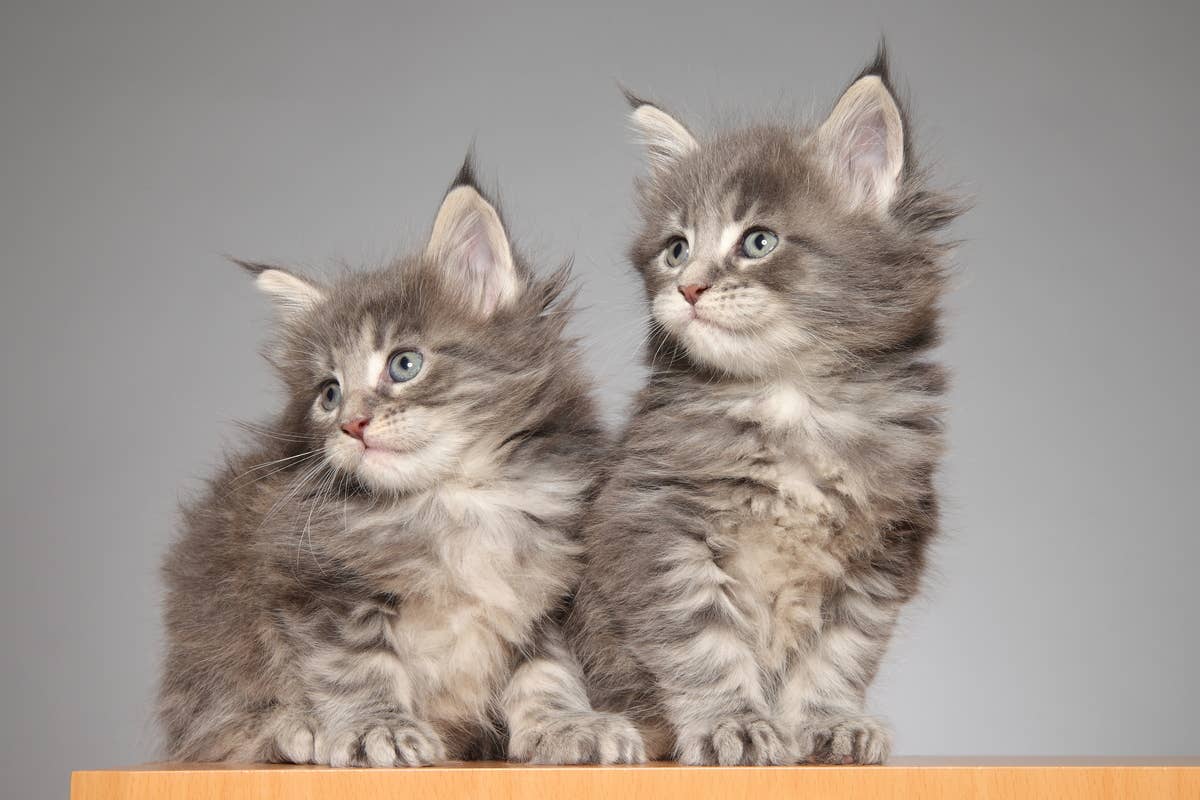 ‘Surrogate Mama’ Cat Steps in to Care for 2 Kittens Rejected by Their ...