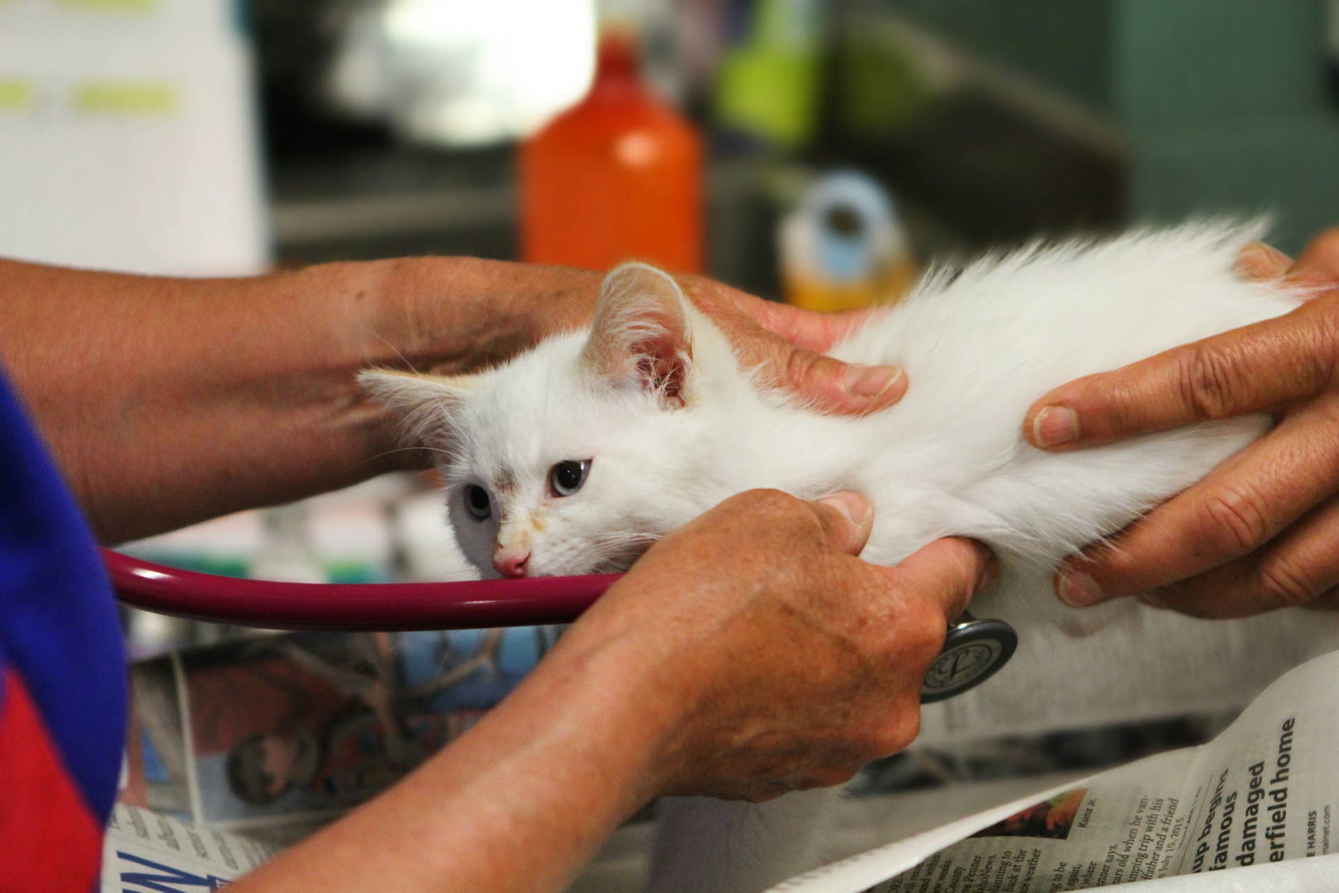 Why Your Cat Stopped Using the Litter Box—and How to Fix It - Parade Pets