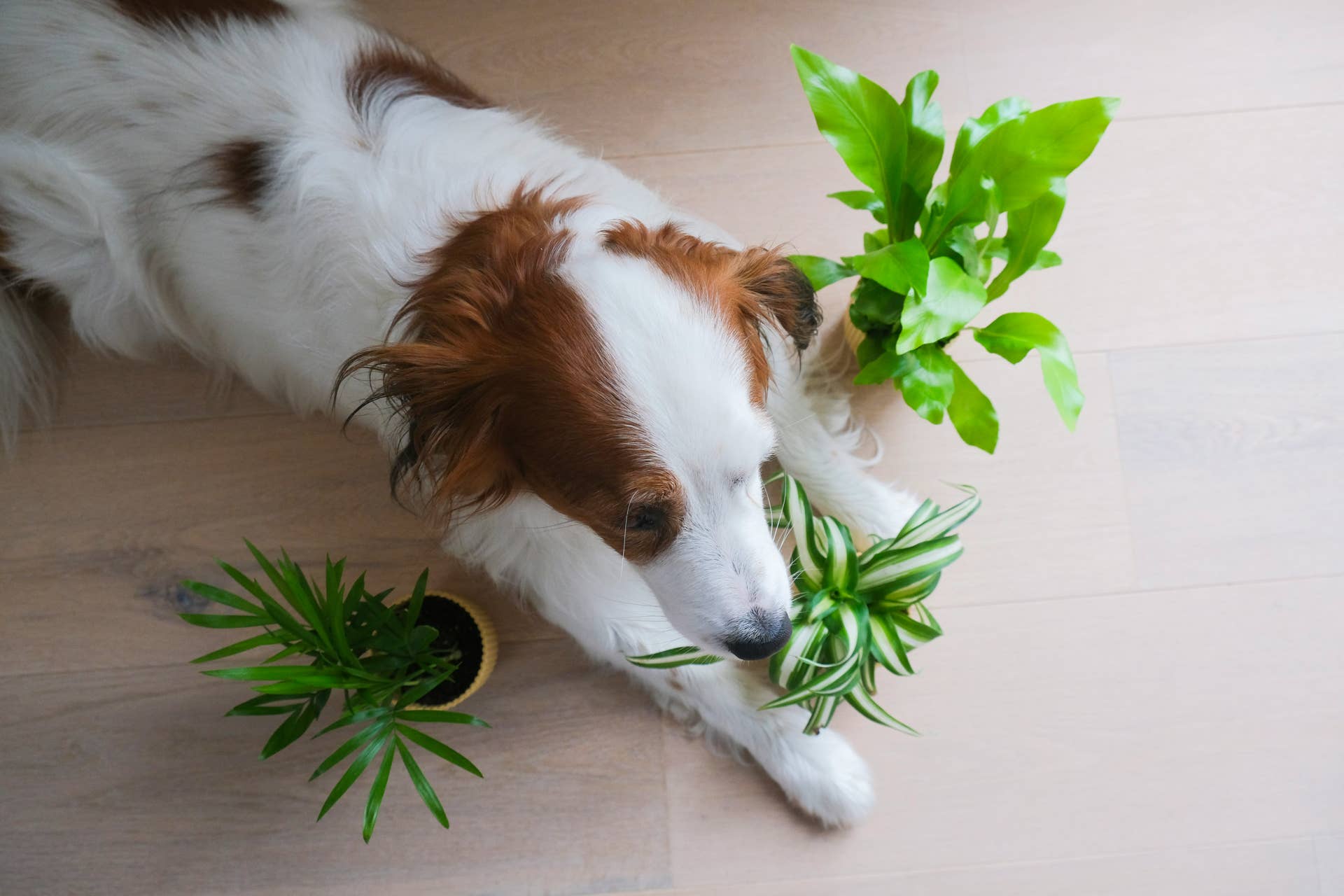 Common Houseplants That Are Toxic to Pets, Vets Explain - Parade Pets