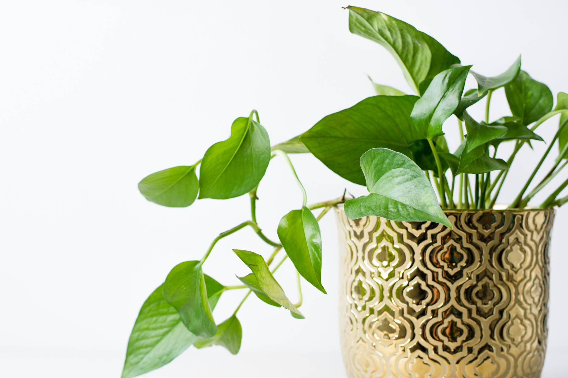 Common Houseplants That Are Toxic to Pets, Vets Explain - Parade Pets