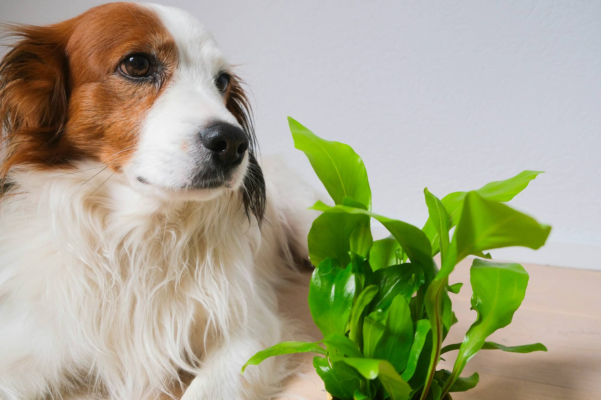 Common Houseplants That Are Toxic to Pets, Vets Explain - Parade Pets