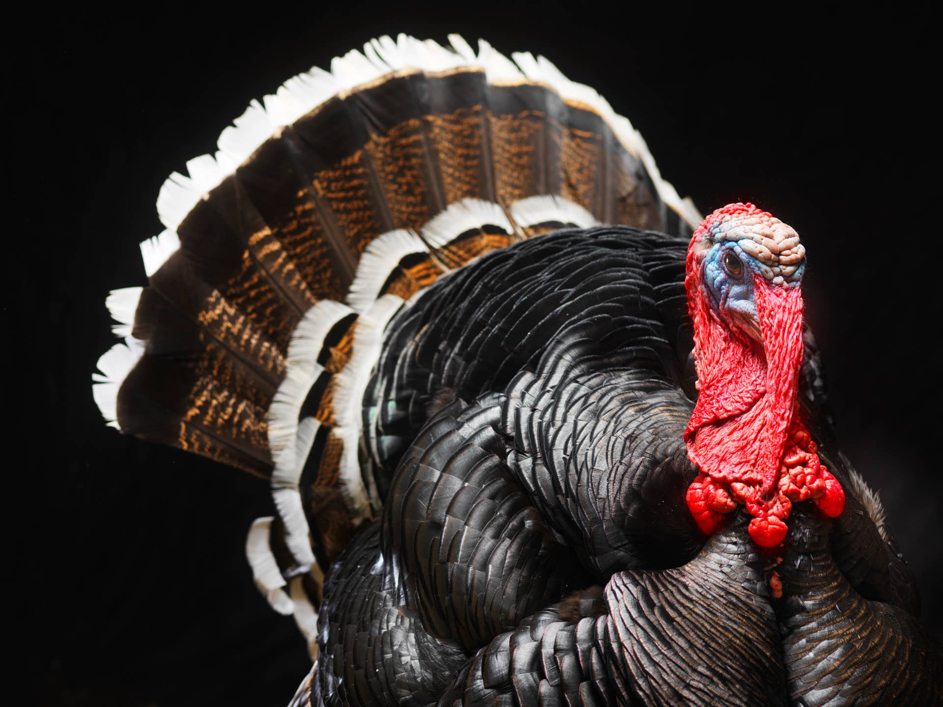 Happy Pet Turkey Goes Viral for His Flirty Routine at the Local Chick ...