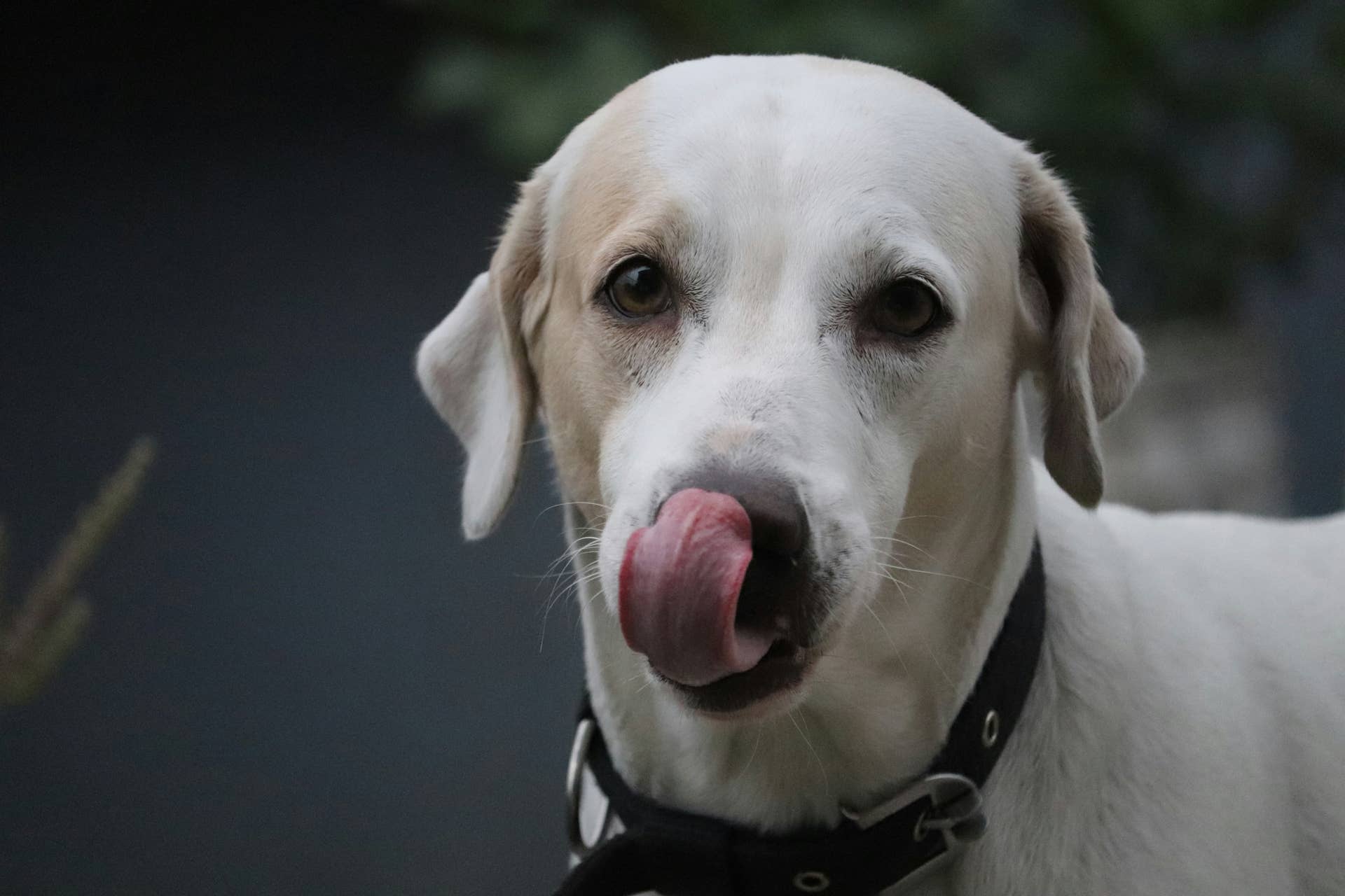 Deaf and Vision-Impaired Shelter Dog Gets Plush Toy and Has the ...
