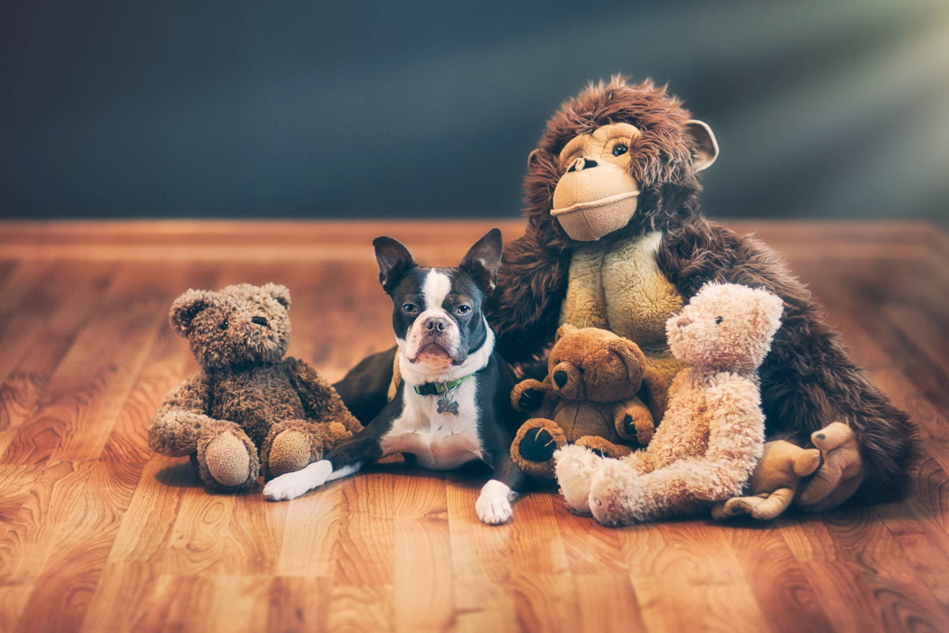 Boston Terrier’s Response to 'Bring One Toy' Is Pure Chaos - Parade Pets