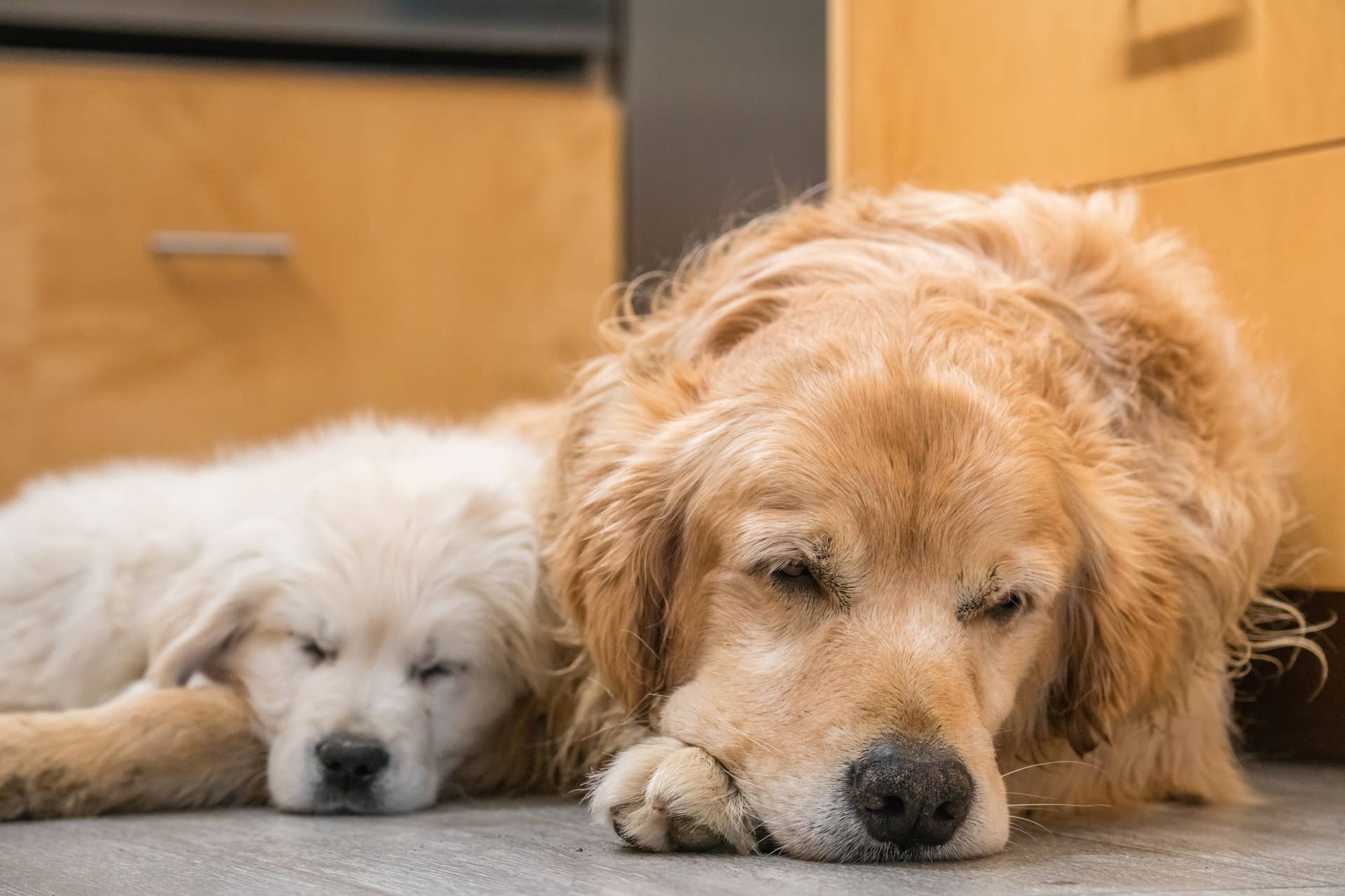 Devoted Golden Retriever Dad Sweetly Comforts His Own Tiny Puppy Before ...
