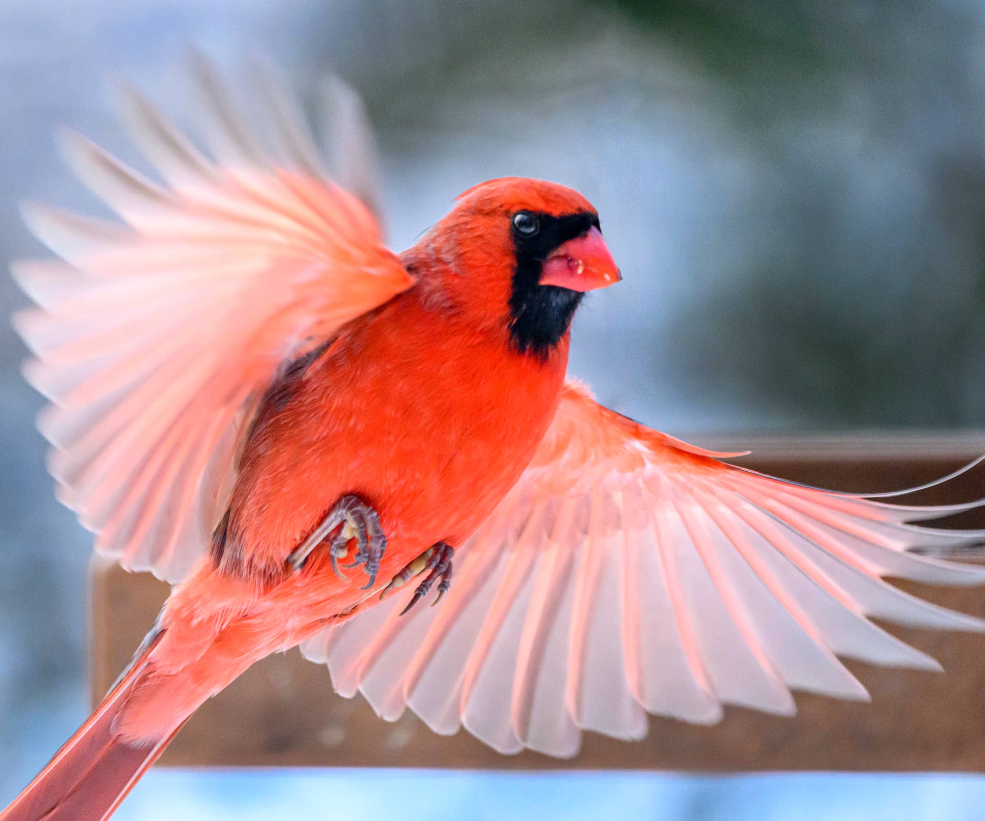 Feisty Little Cardinal Is Going Viral for the Hilarious Way He Refuses ...