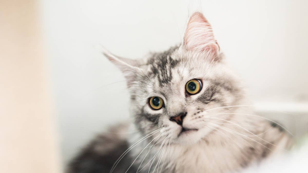 This Smarty-Pants Maine Coon Cat May Actually Be Calling for Mom by ...