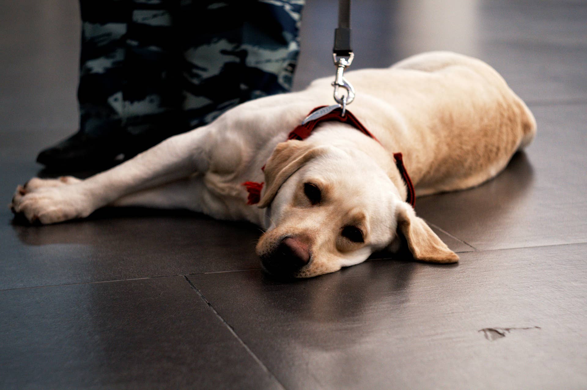 The Only IATA-Ready Crates for Large Breeds in 2026 - Parade Pets