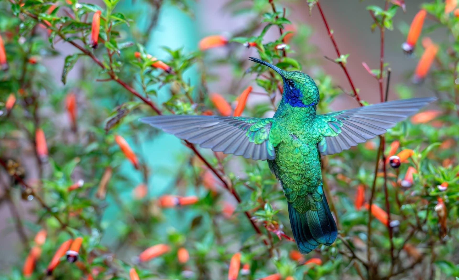 Woman Spots Legless Hummingbird—Her Warning Could Help Others - Parade Pets